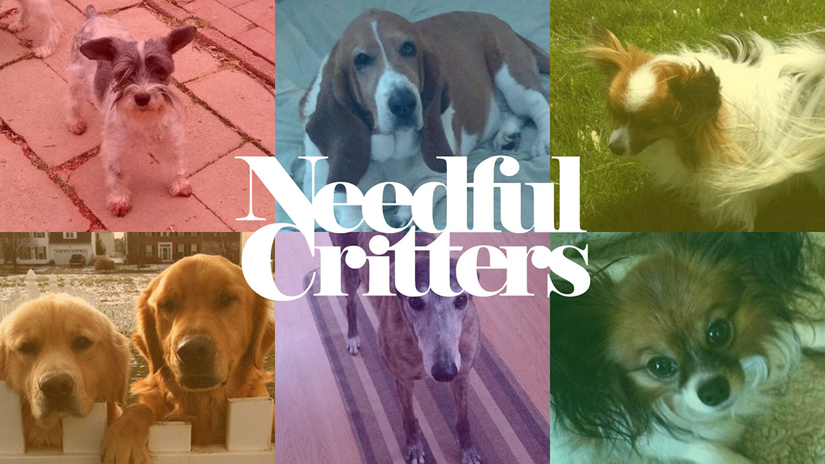 Eagle Creek Pet Sitting and Dog Walking | Needful Critters of Indianapolis